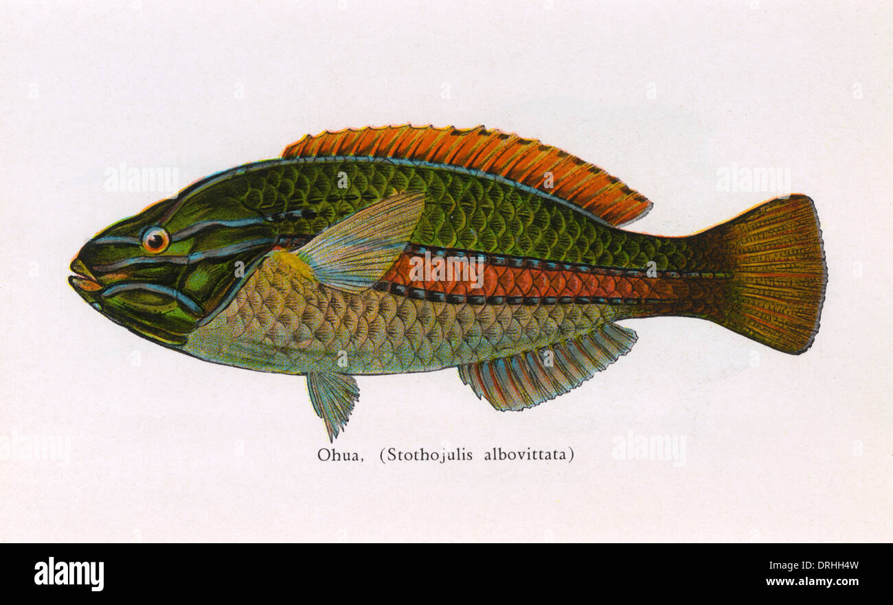 Ohua, Fishes of Hawaii Stock Photo - Alamy