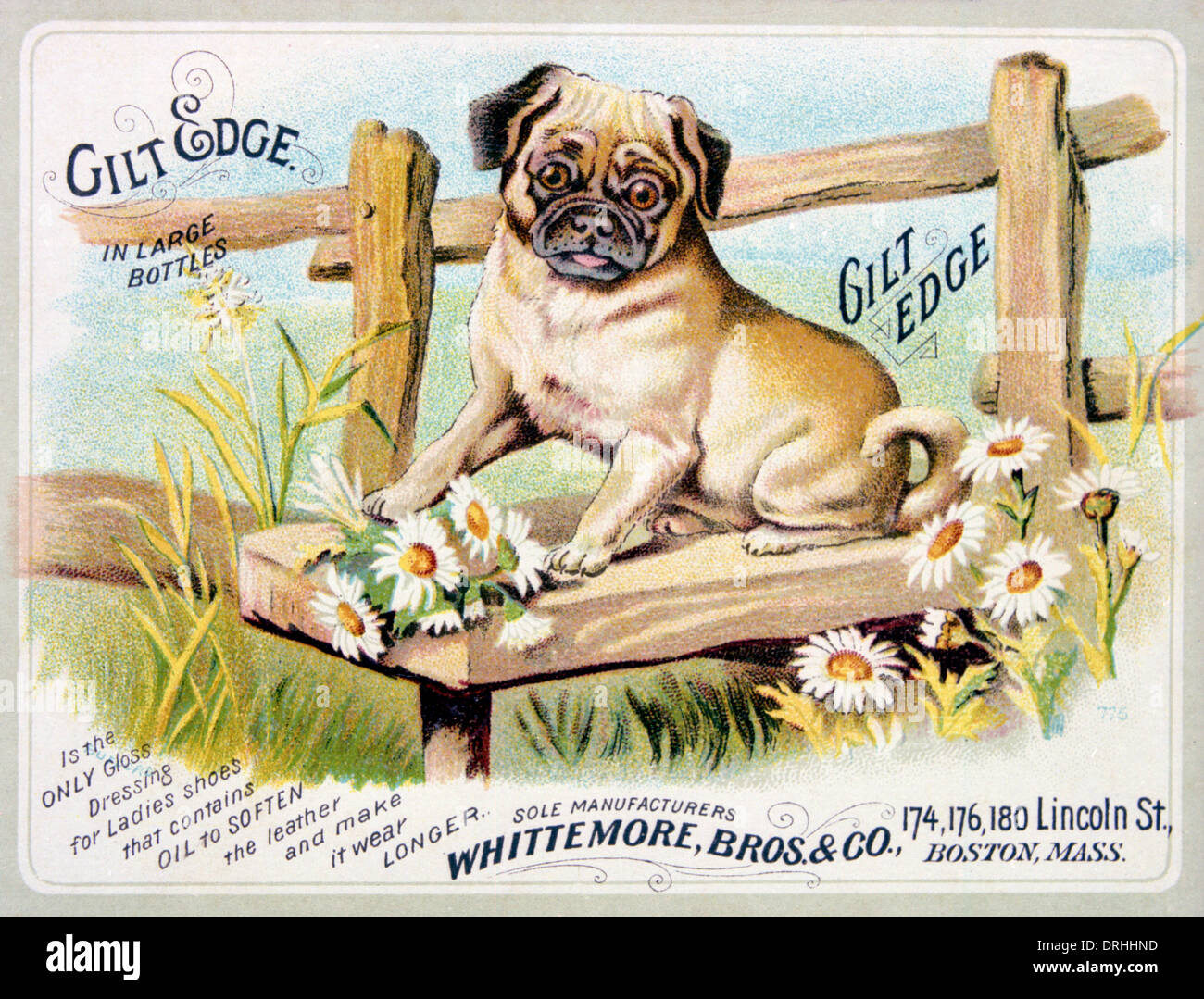 Gilt Edge pug dog Advertisement Stock Photo - Alamy