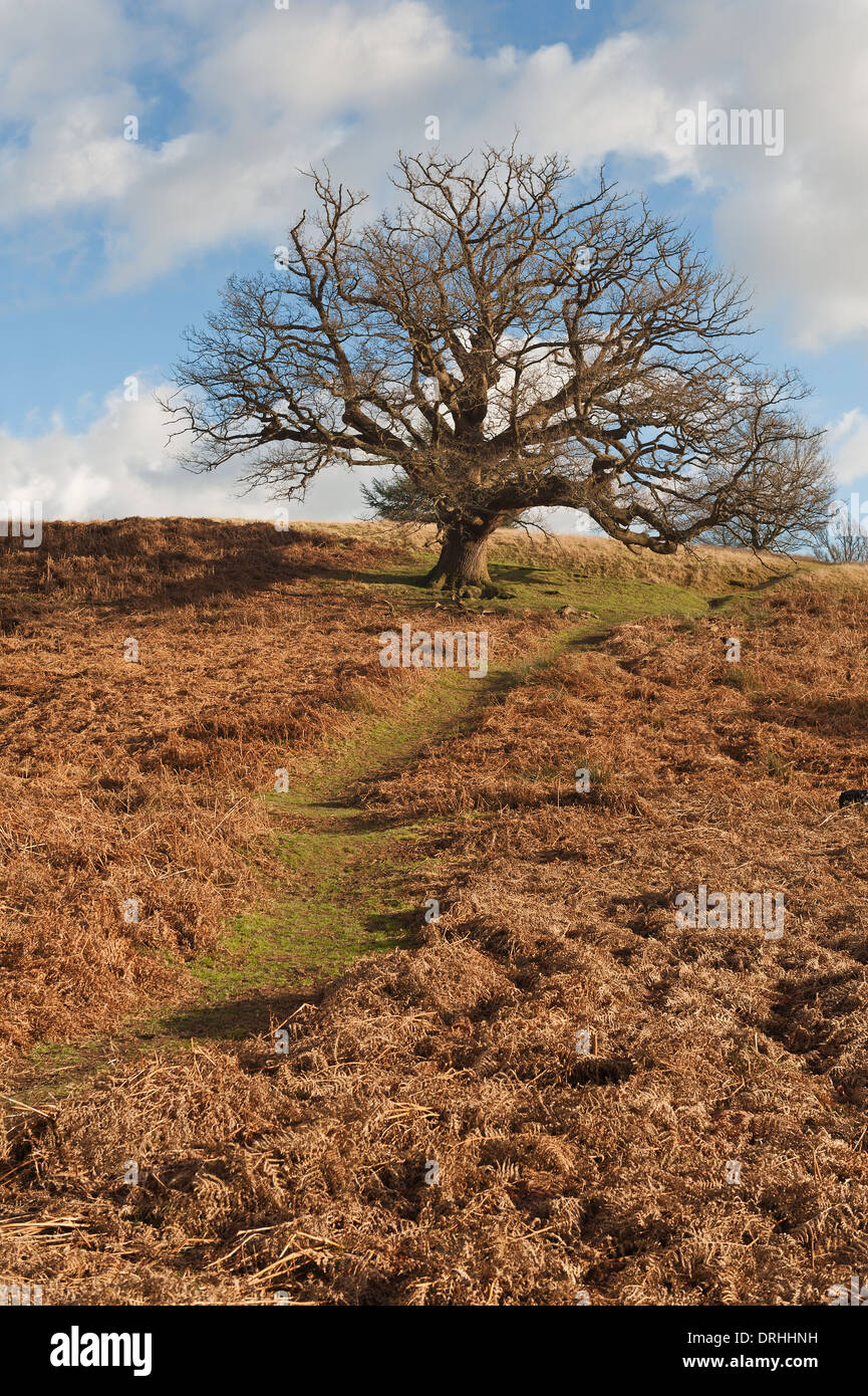 Early Spring landscape with single mature oak tree on the knoll ridge ...