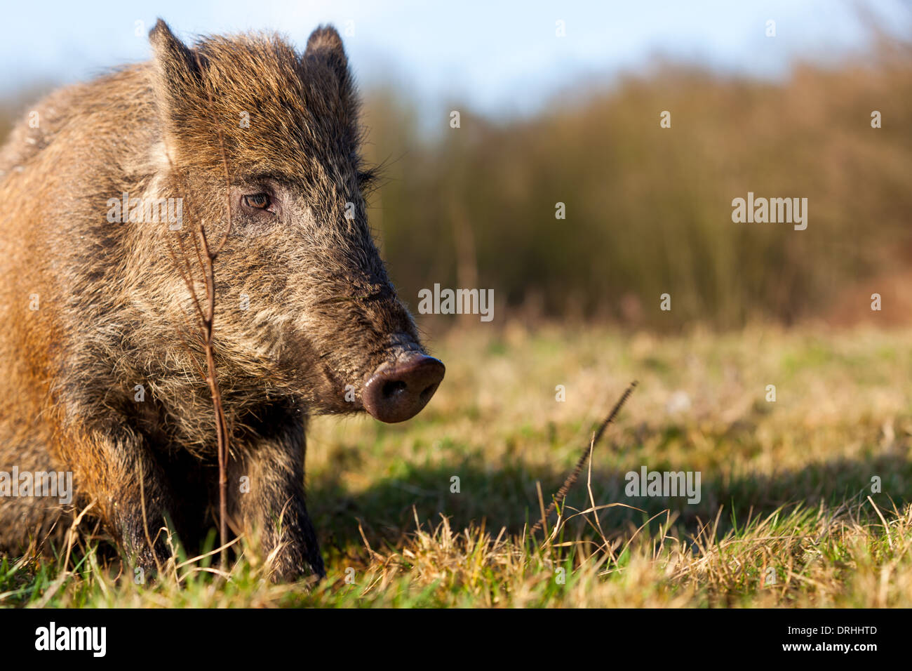 In the forest there lives wild boar Stock Photo - Alamy