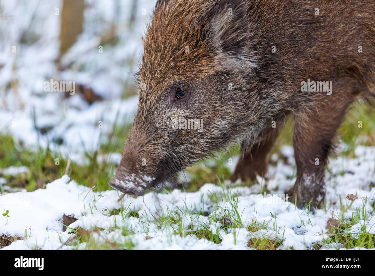 Male wild boar snout hi-res stock photography and images - Alamy
