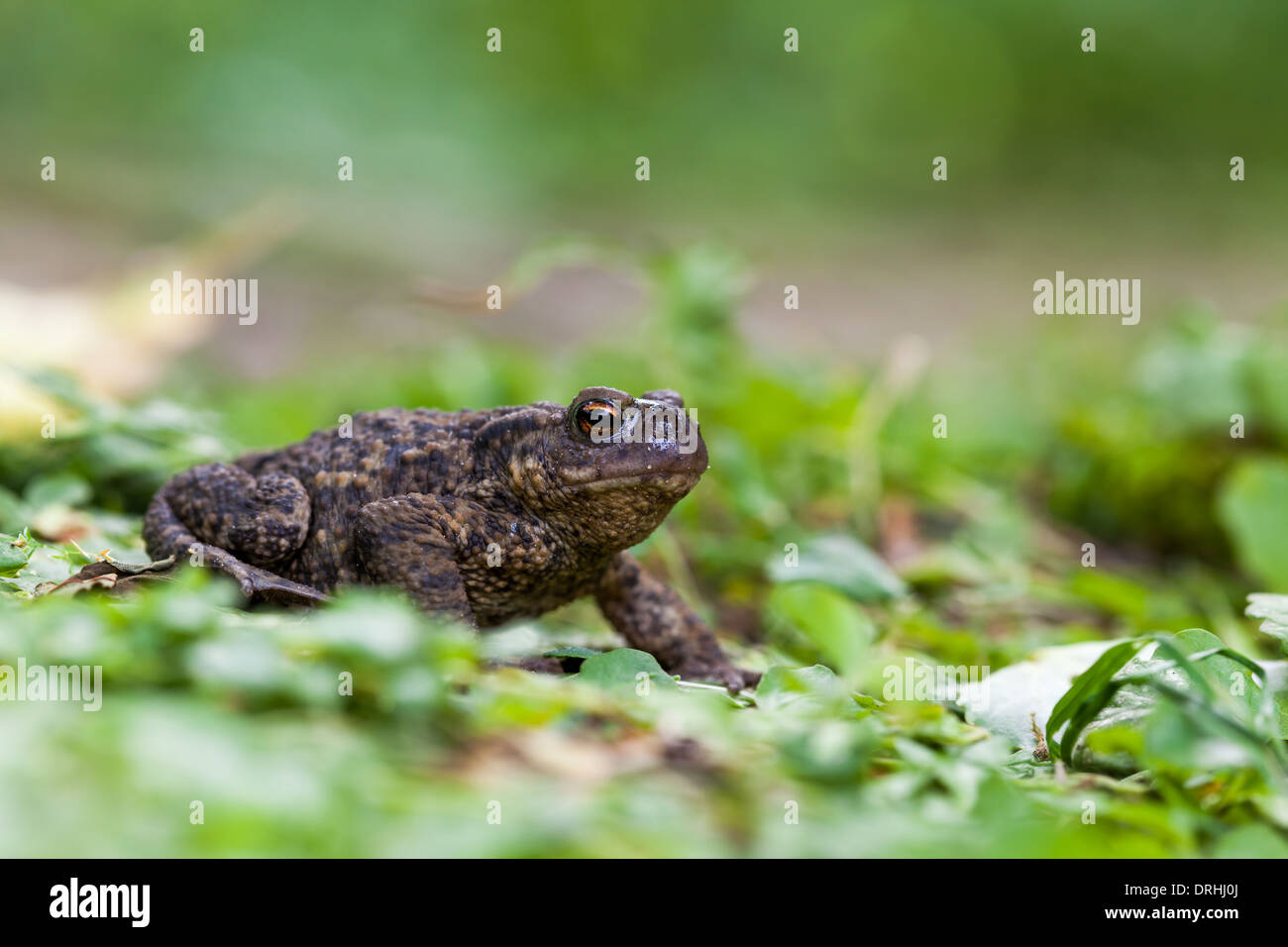 on the ground is an toad walking Stock Photo - Alamy