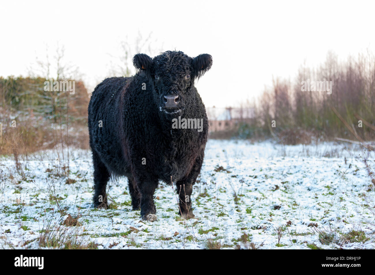 in the winter in the forest stay a galloway Stock Photo - Alamy