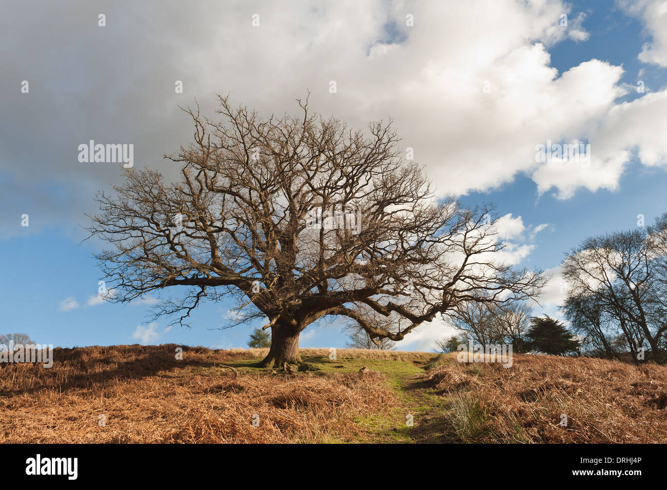 Early Spring landscape with single mature oak tree on the knoll ridge ...