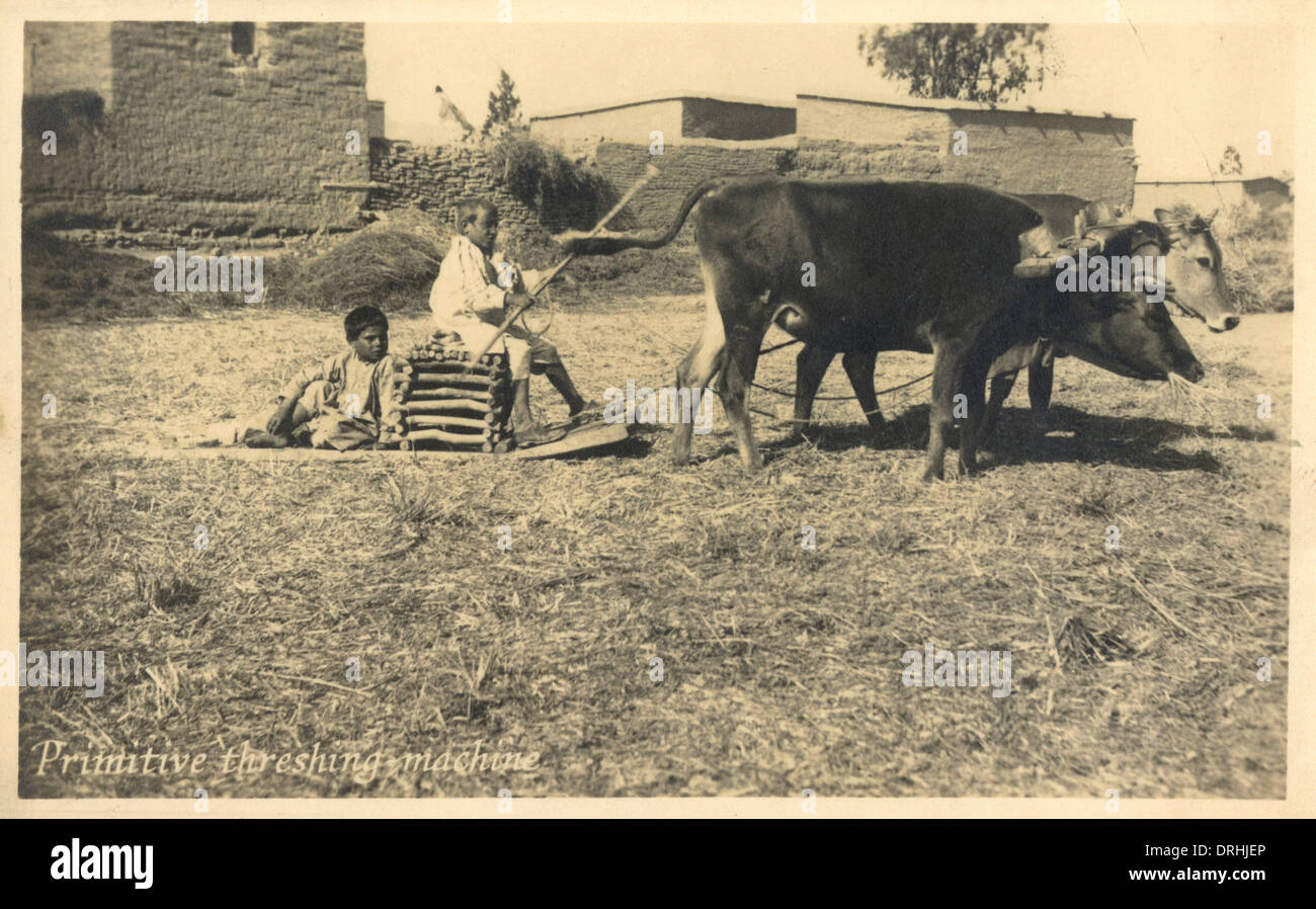 Primitive ox-pulled threshing device Stock Photo - Alamy