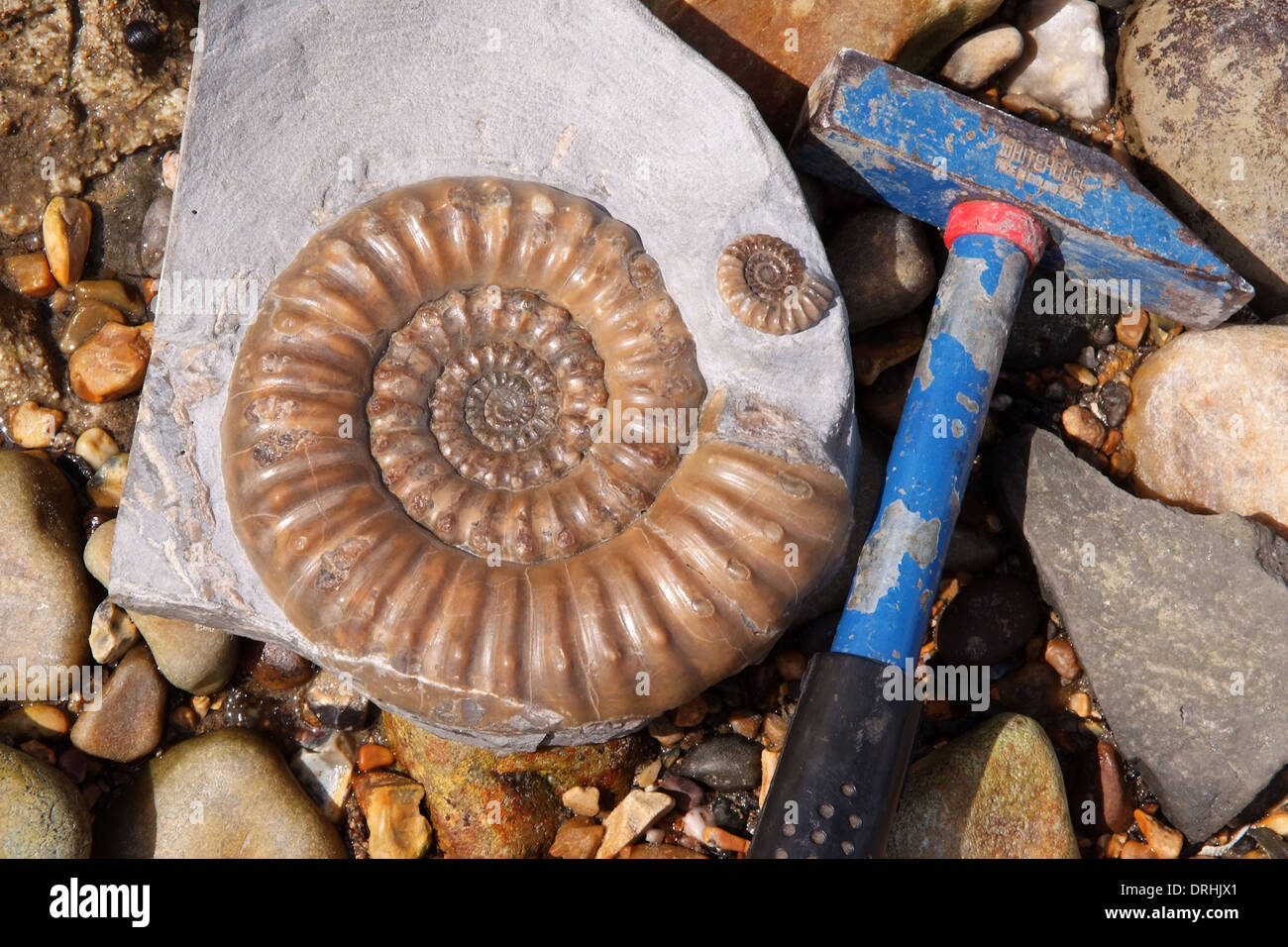 A fossil ammonite on the beach on the Jurassic Coast in Lyme Regis ...