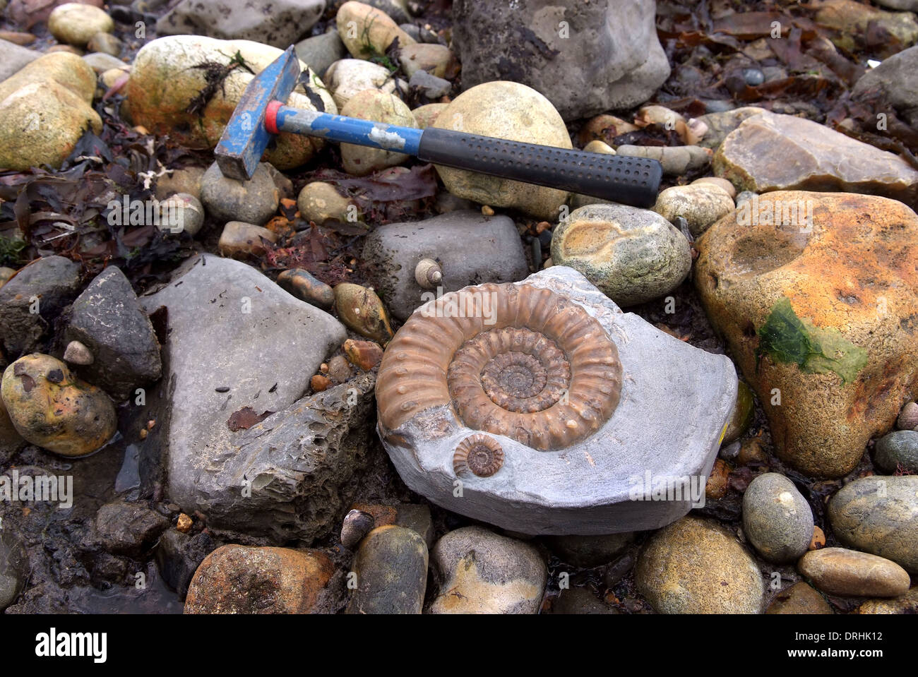 A fossil ammonite on the beach on the Jurassic Coast in Lyme Regis ...