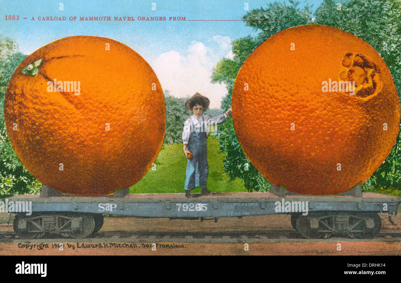 Carload of Mammoth Navel Oranges Stock Photo - Alamy