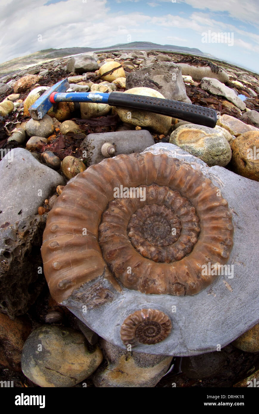 A fossil ammonite on the beach on the Jurassic Coast in Lyme Regis ...