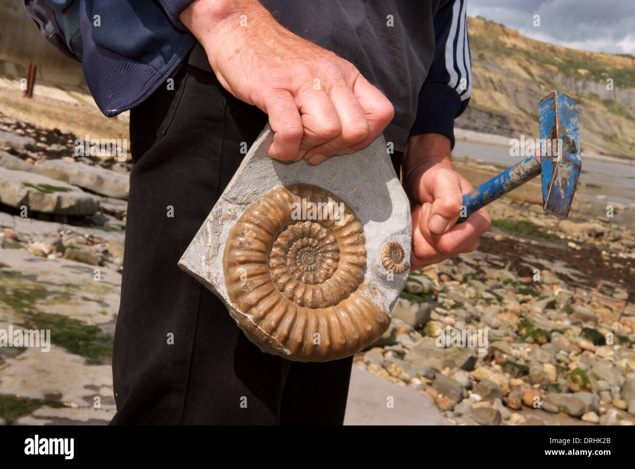 A fossil ammonite on the beach on the Jurassic Coast in Lyme Regis ...