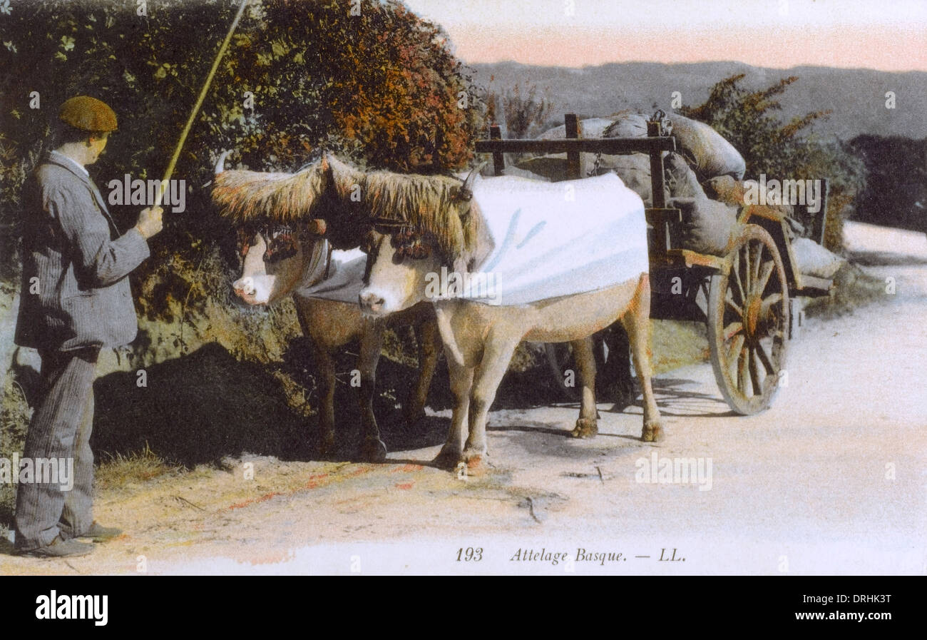 Team of oxen hi-res stock photography and images - Alamy