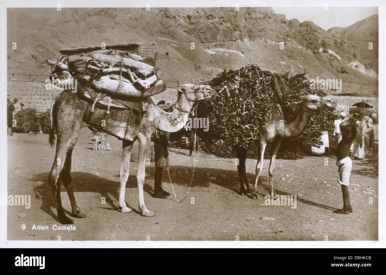 Yemen - Aden Camels Stock Photo - Alamy