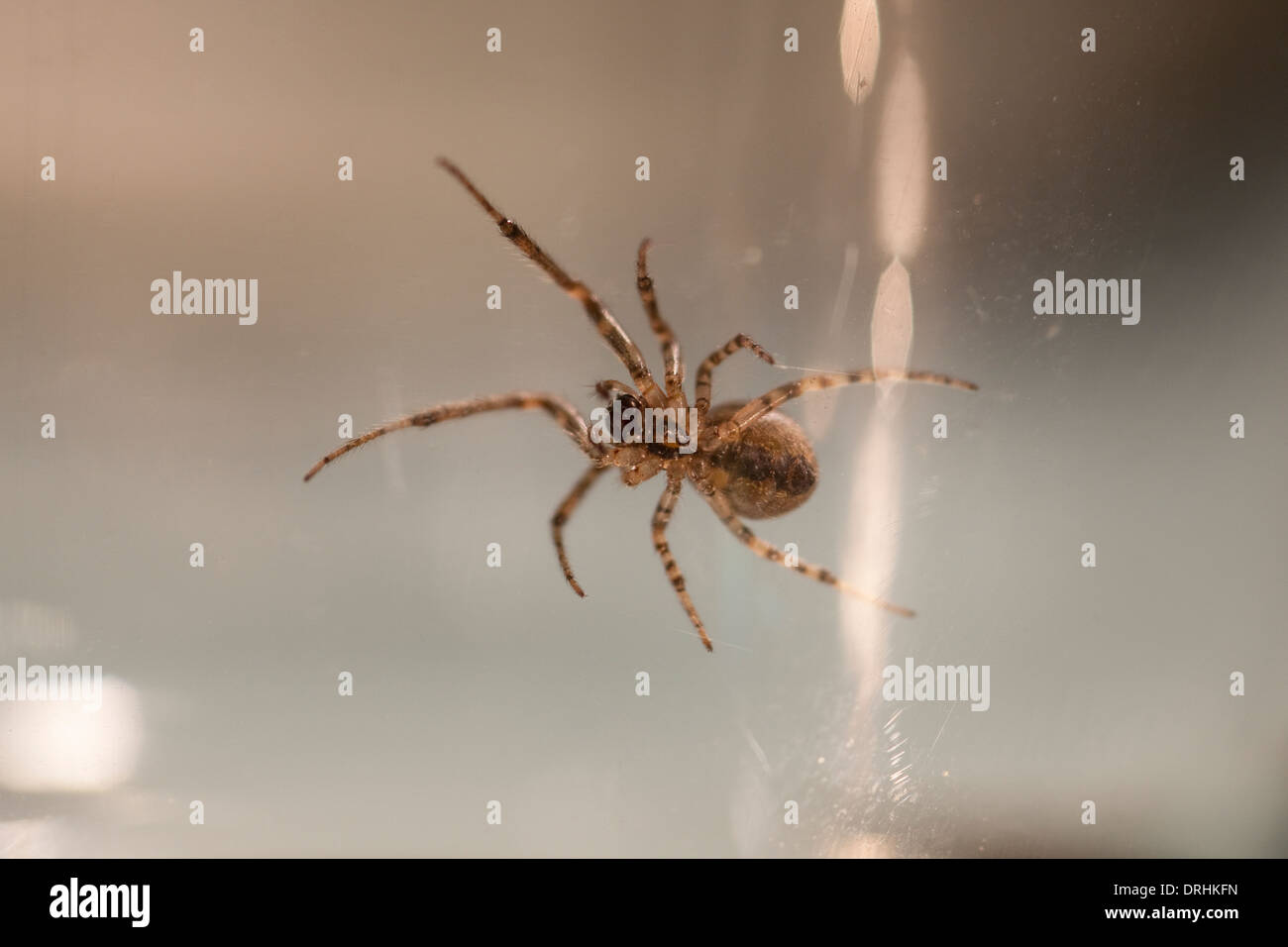 Close-up of the under section of a Missing Sector Spider caught inside ...