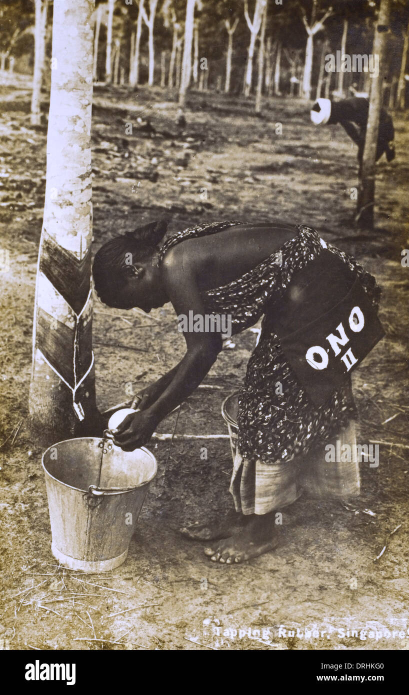 Rubber tree rubber tapping hi-res stock photography and images - Alamy