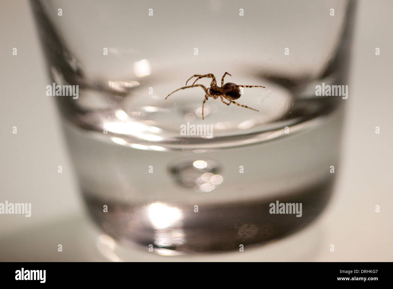 Close-up of a Missing Sector Spider trapped inside a drinking glass ...