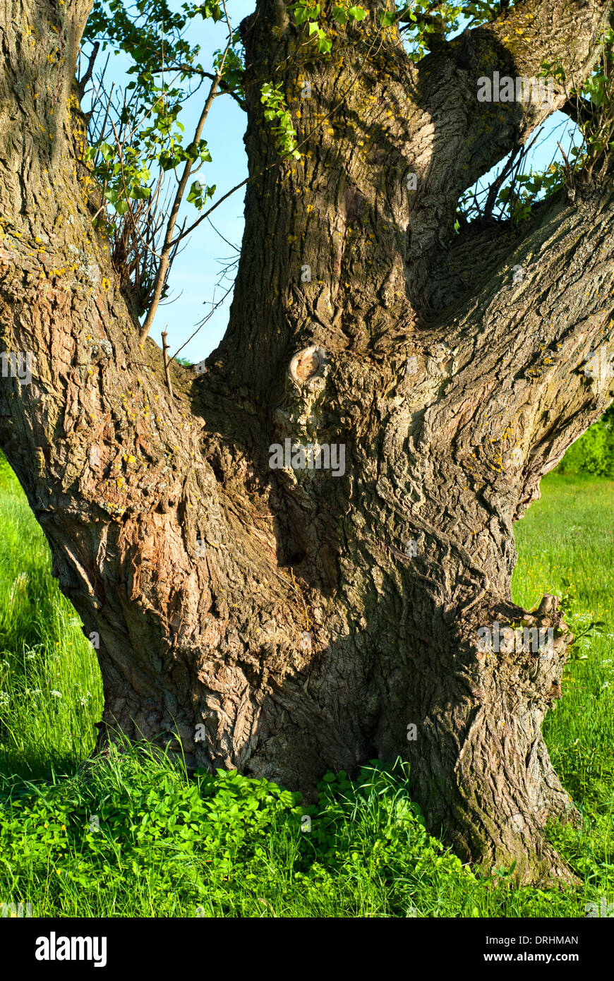 Old Lime tree trunk Stock Photo - Alamy