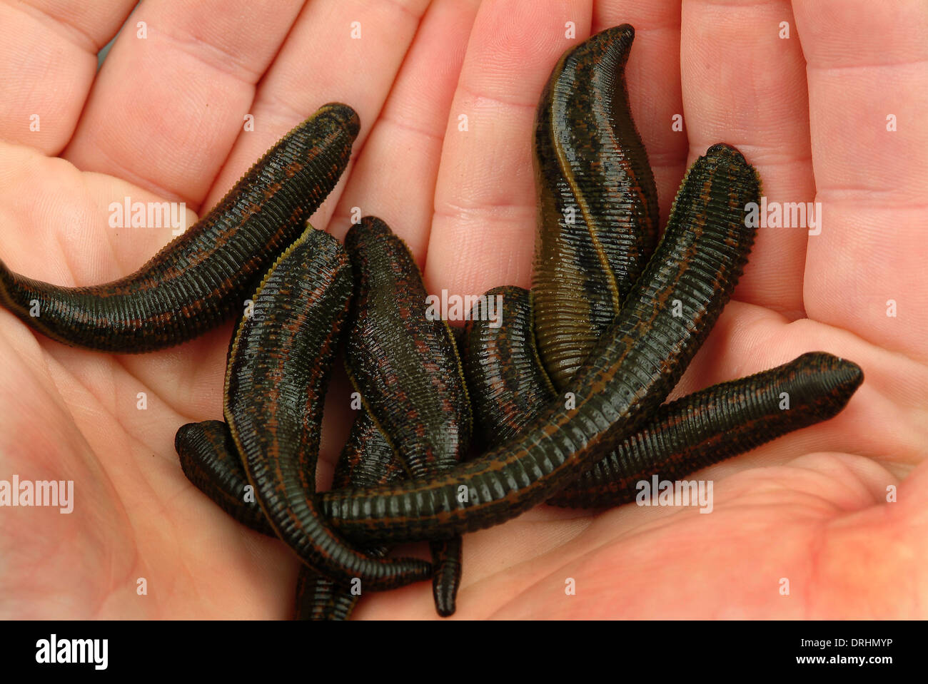 Leech medicine uk hi-res stock photography and images - Alamy