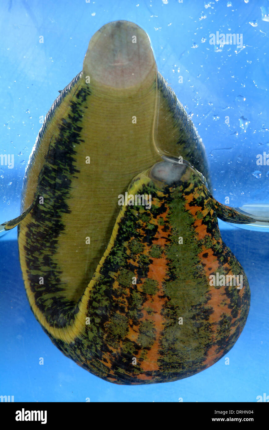 Leech breeding hi-res stock photography and images - Alamy