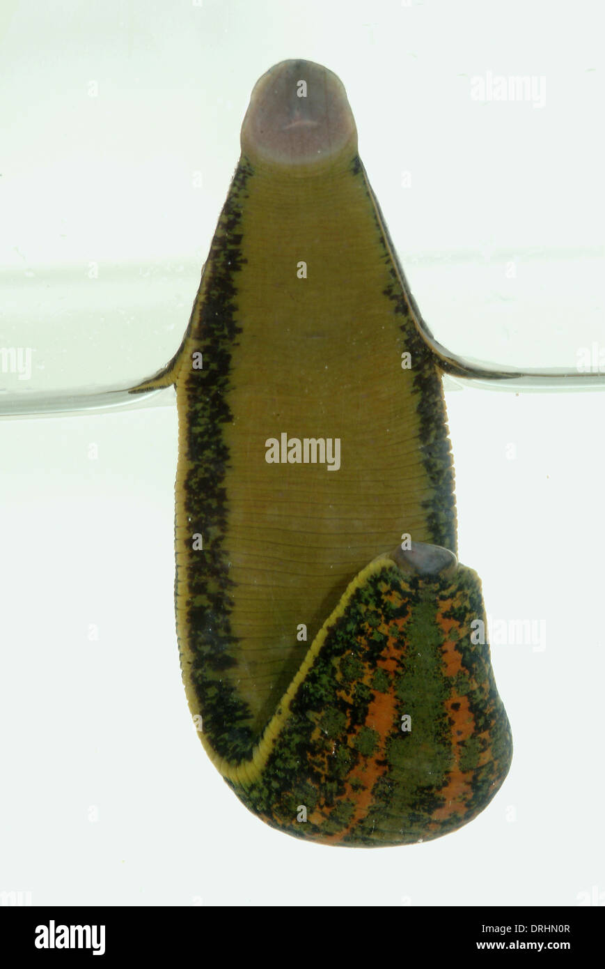 Leech breeding hi-res stock photography and images - Alamy