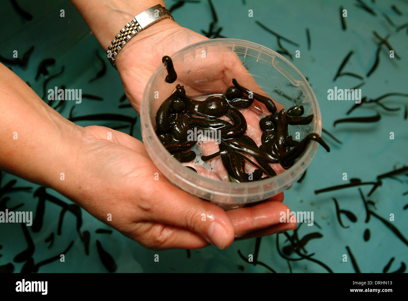 The european medicinal leech hi-res stock photography and images - Alamy