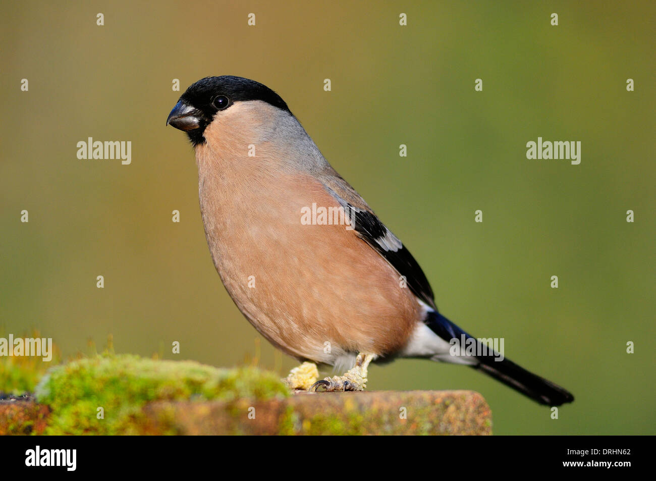 Bull finch hi-res stock photography and images - Alamy