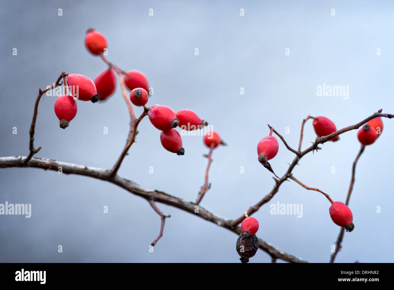 Rose hip briar shrub hi-res stock photography and images - Alamy