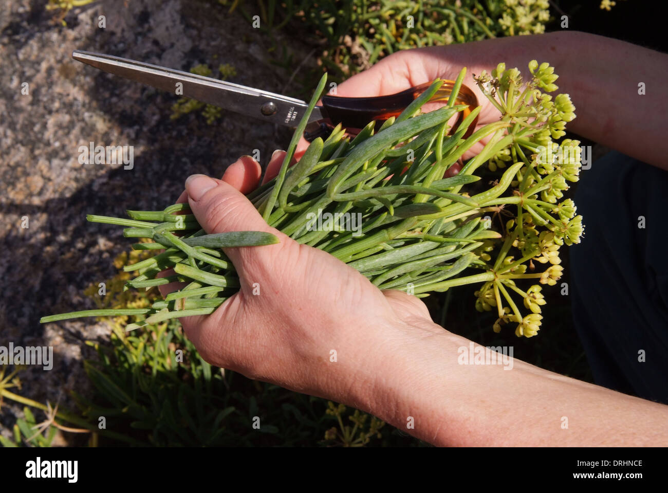 Foraging for seafood hi-res stock photography and images - Alamy