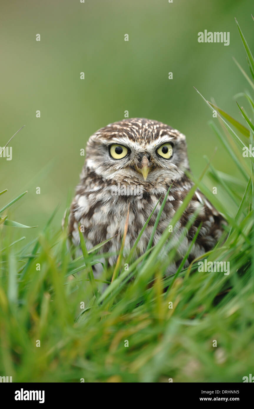 Little owl athene noctua portrait hi-res stock photography and images ...