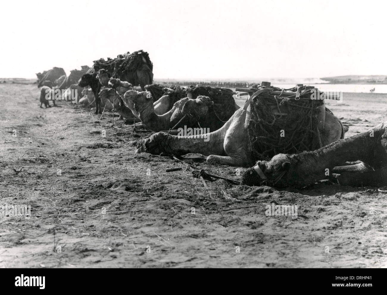 Anzac transport camels resting at Gaza, WW1 Stock Photo - Alamy