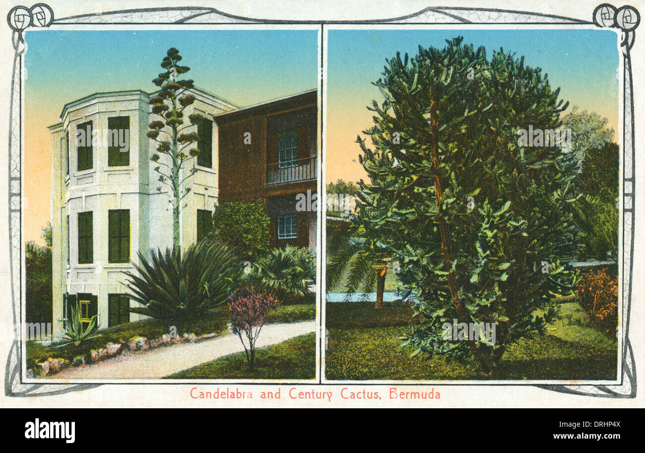 Candelabra and Century Cactus, Bermuda Stock Photo - Alamy