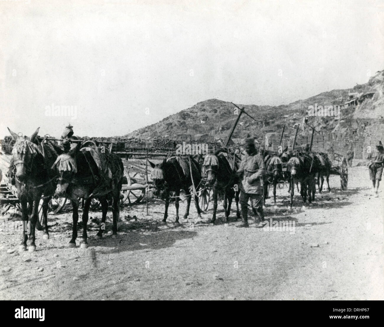 Zion Mule Corps in Palestine, WW1 Stock Photo - Alamy