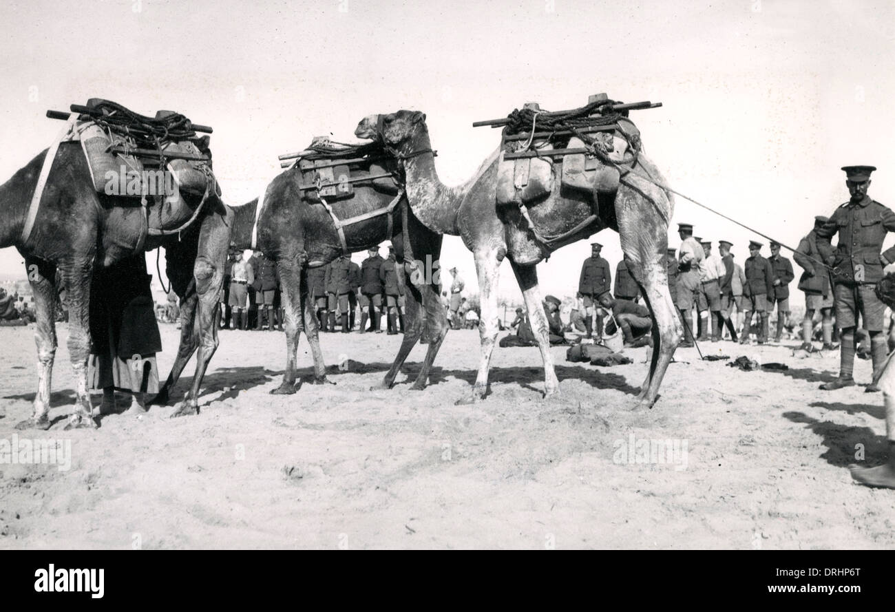 Camel transport, Suez Canal defences, Egypt, WW1 Stock Photo - Alamy
