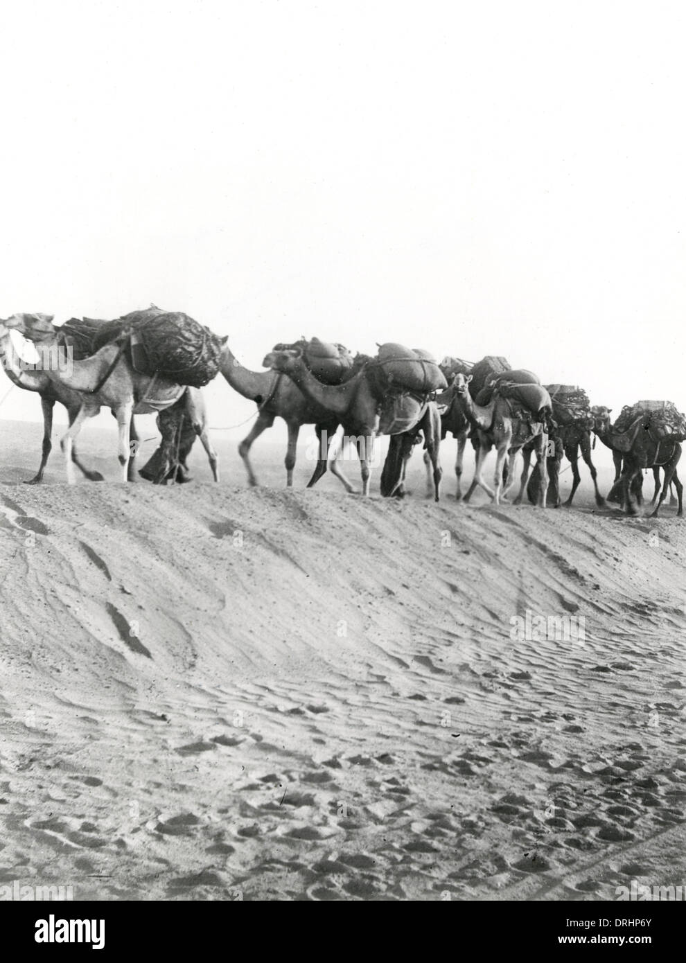Camel convoy at Shellal, Egypt, WW1 Stock Photo - Alamy