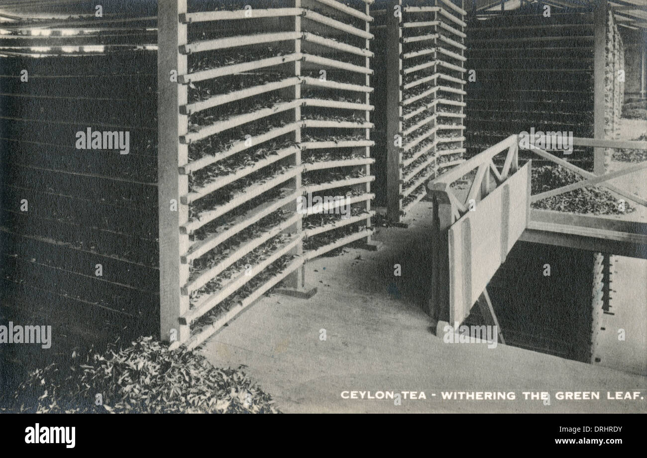 Withering Tea High Resolution Stock Photography and Images - Alamy