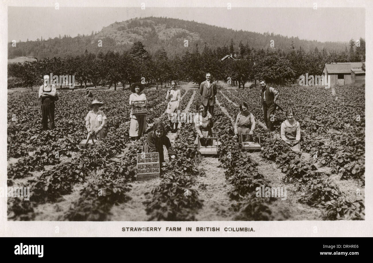 Strawberry Farm - British Columbia - Canada Stock Photo - Alamy