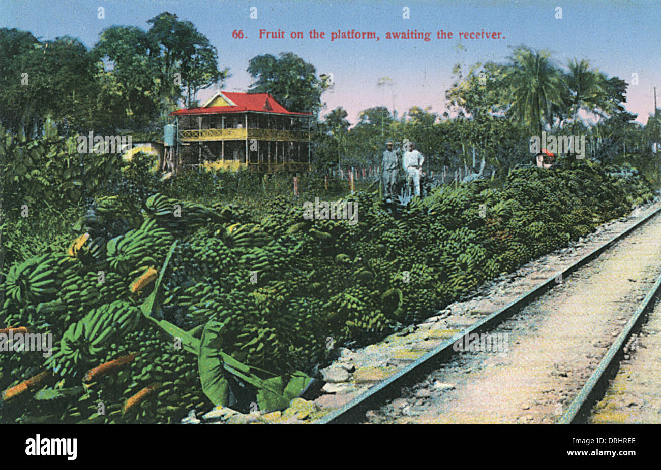 Costa rican banana plantation hi-res stock photography and images - Alamy