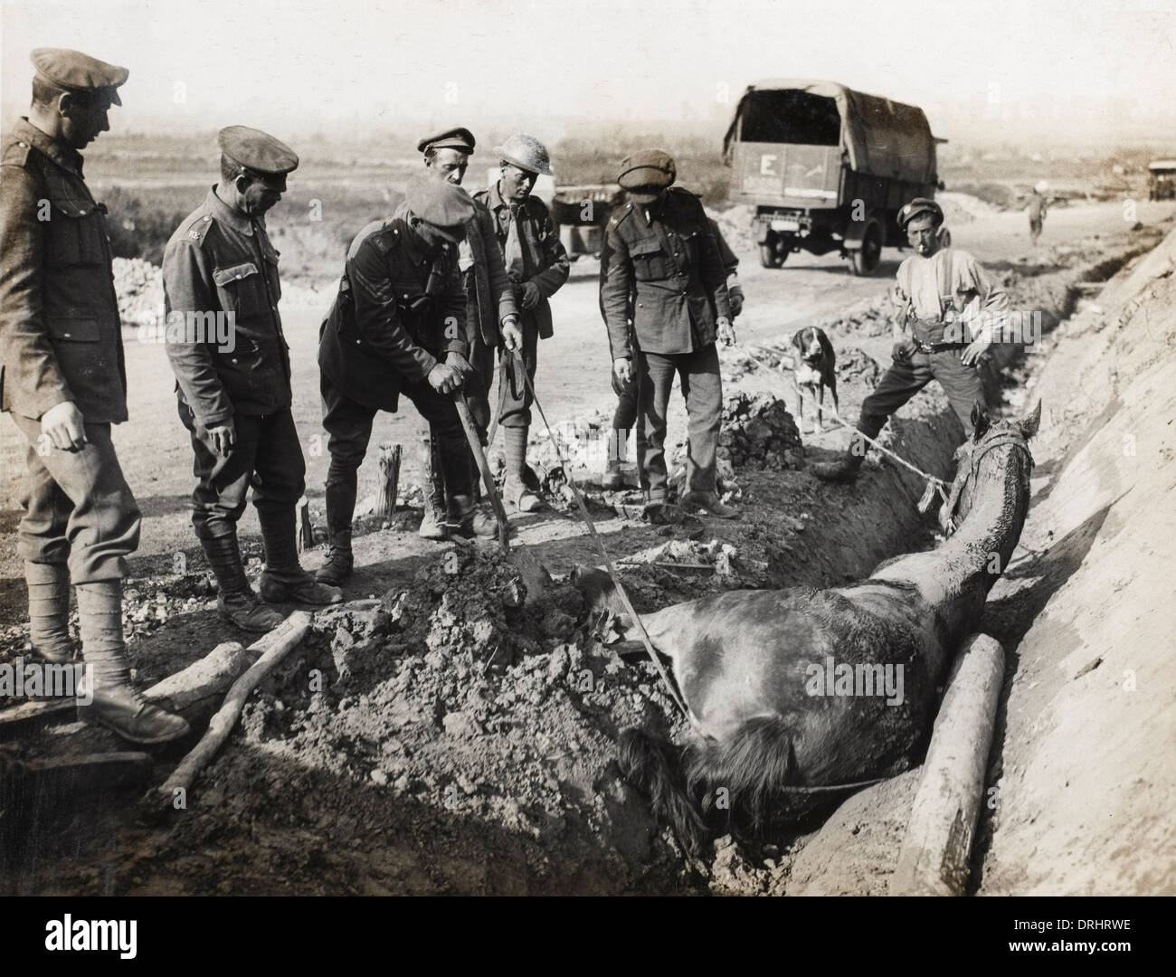 British soldiers rescuing horse from ditch, Flanders, WW1 Stock Photo ...