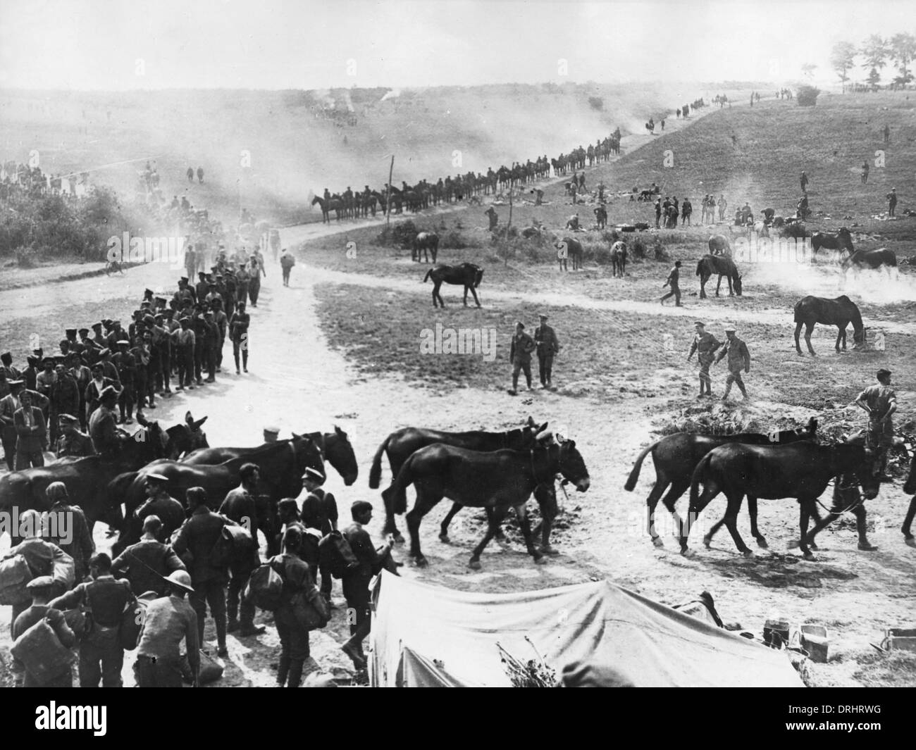 Soldiers and animals Black and White Stock Photos & Images - Alamy