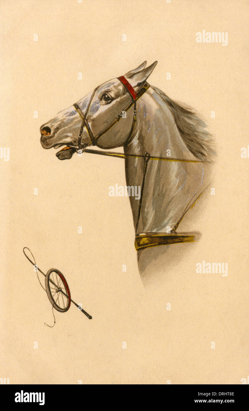 White horse - tack Stock Photo - Alamy
