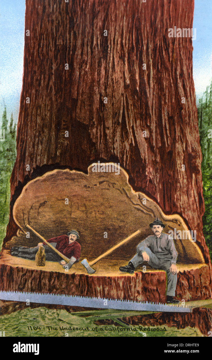 Giant redwood saw hi-res stock photography and images - Alamy