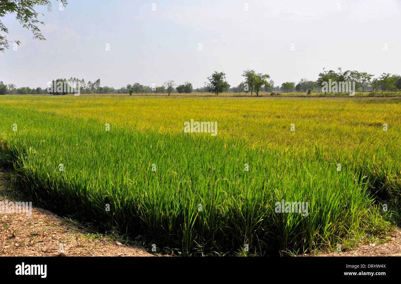 Rice crop in fields at Kamphaeng Phet in the Central Plains of Thailand ...