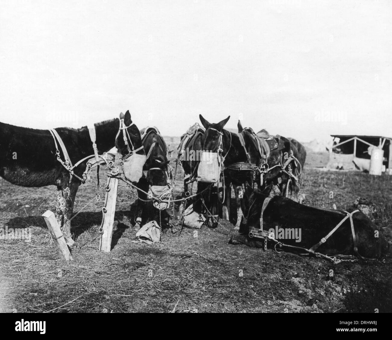 Mules wearing nosebags, Western Front, WW1 Stock Photo - Alamy