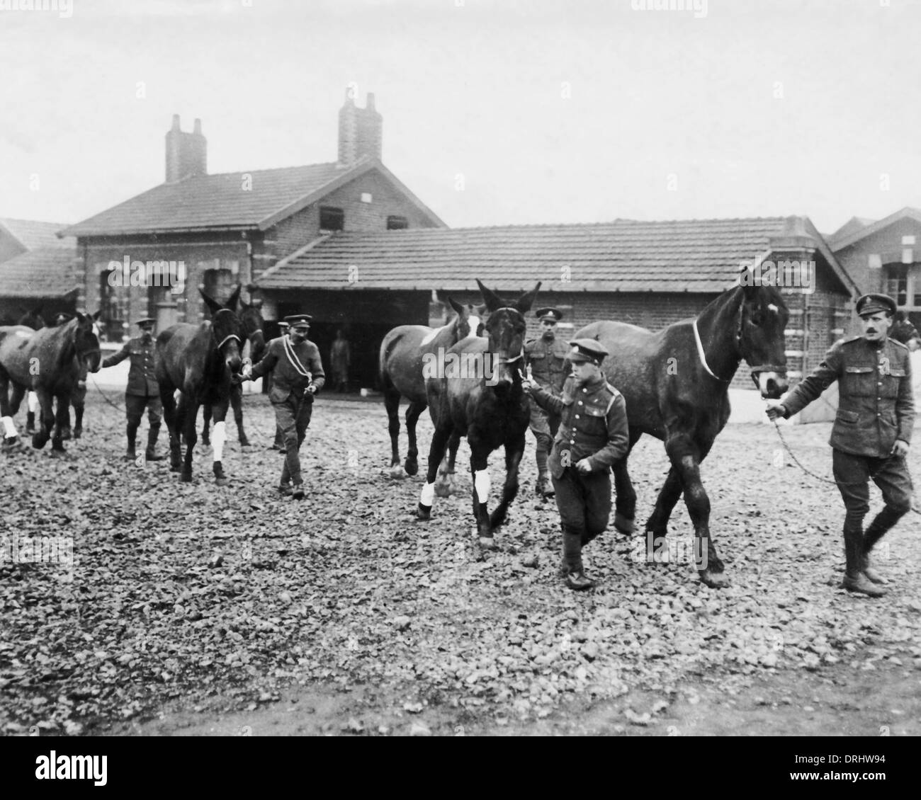 Wounded horses Black and White Stock Photos & Images - Alamy