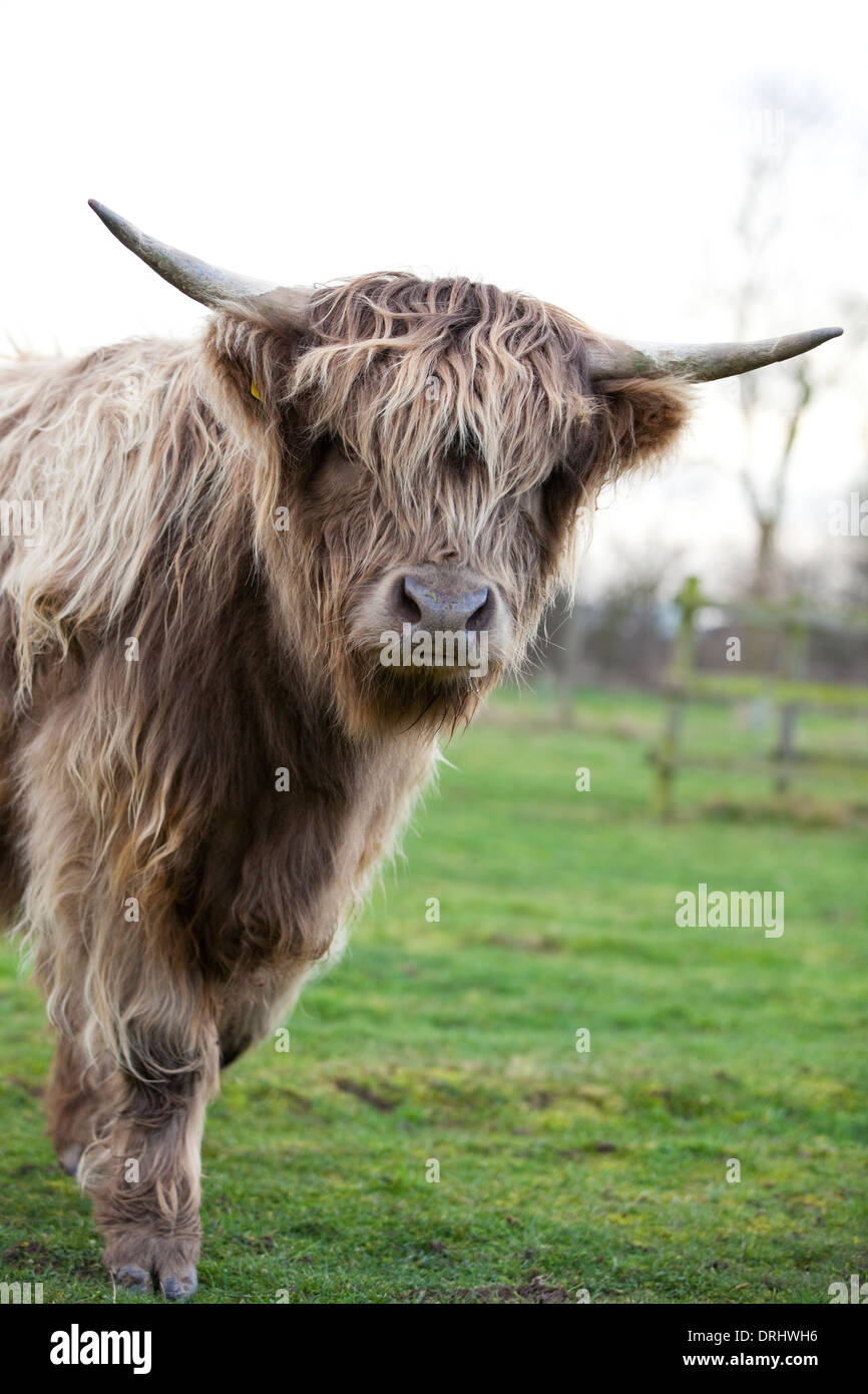 Hereford cattle in Normanton-on-trent, Nottinghamshire, England, UK ...