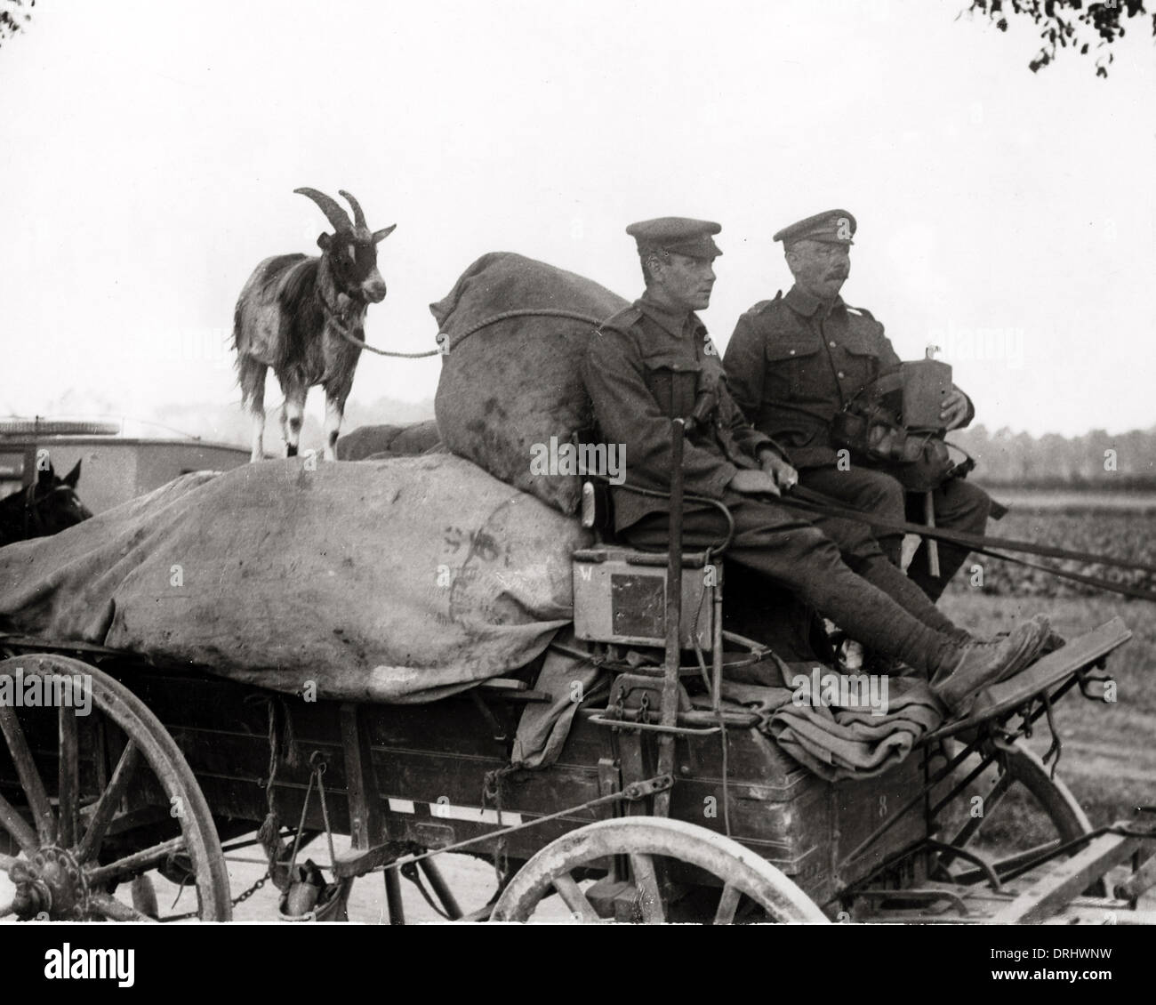 British soldiers with pet goat, Western Front, WW1 Stock Photo - Alamy