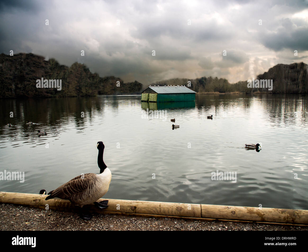 Goose house hi-res stock photography and images - Alamy