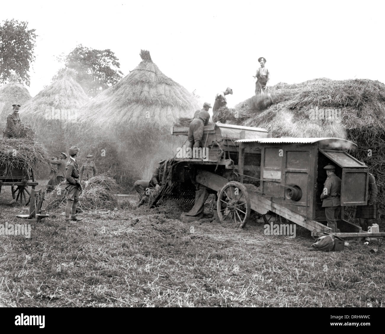 Harvesting scene with soldiers, Western Front, WW1 Stock Photo - Alamy