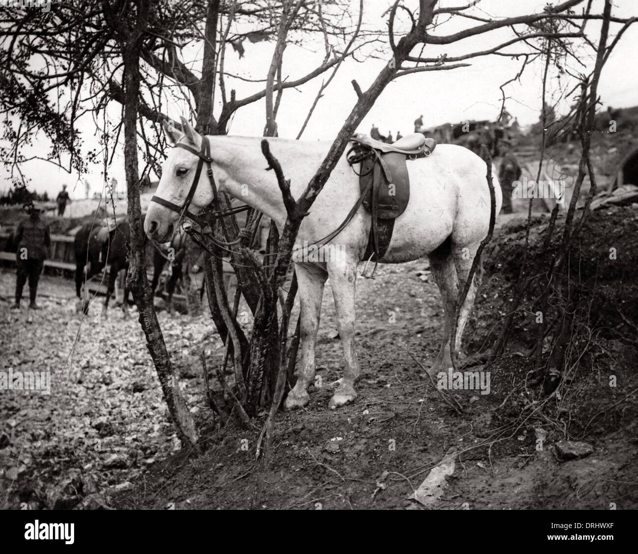 Front of horse hi-res stock photography and images - Alamy