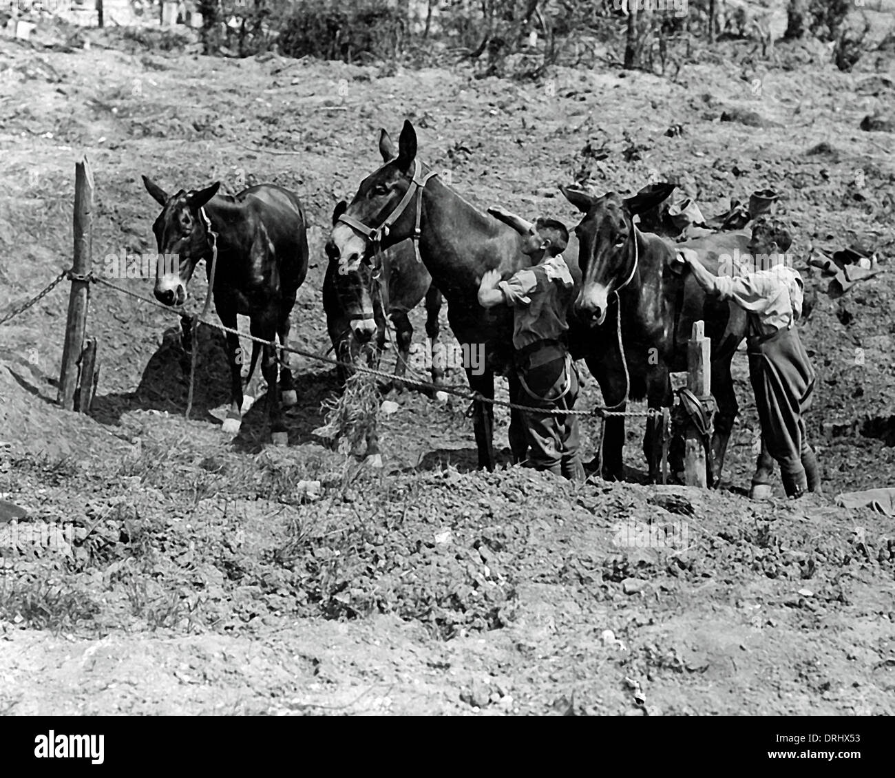 Shell hole used as stable, Western Front, WW1 Stock Photo - Alamy