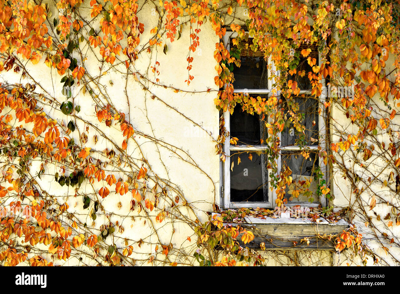 Old wooden window covered by red ivy leaves Stock Photo - Alamy